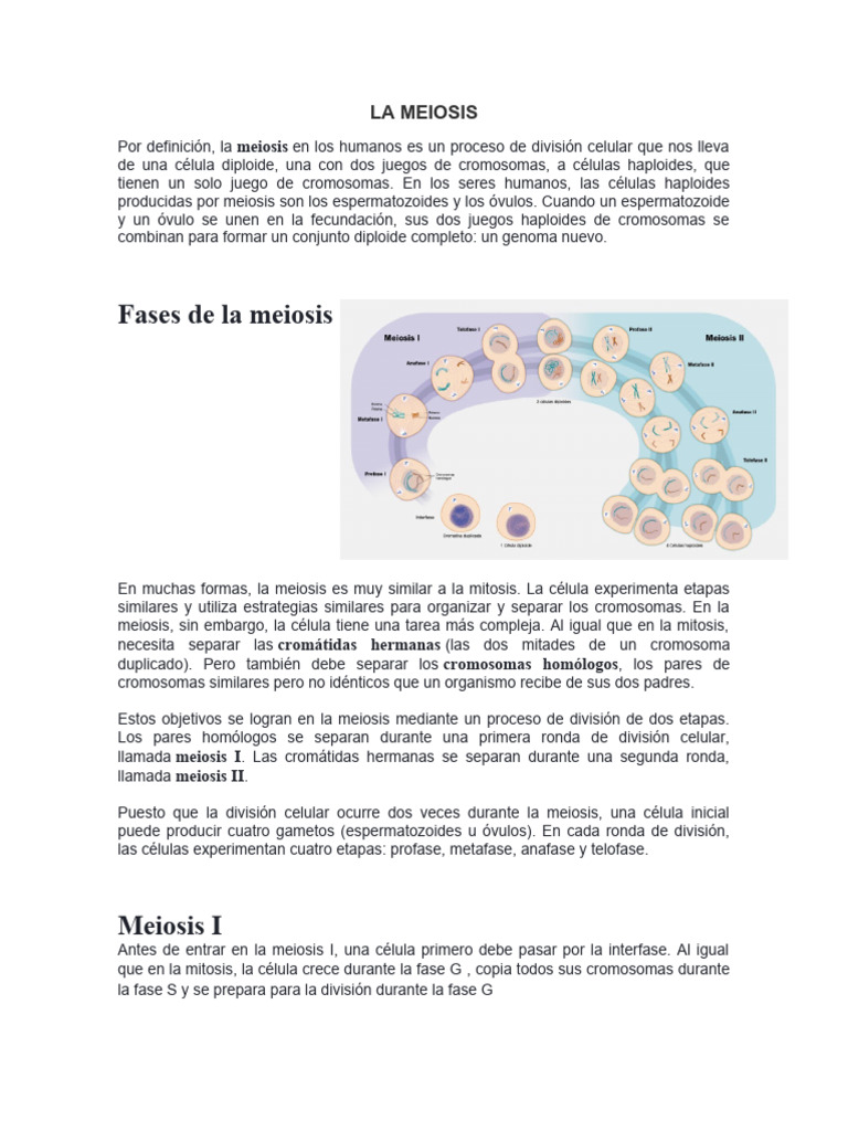 La Meiosis y Mitosis | Descargar gratis PDF | Mitosis | Mitosis