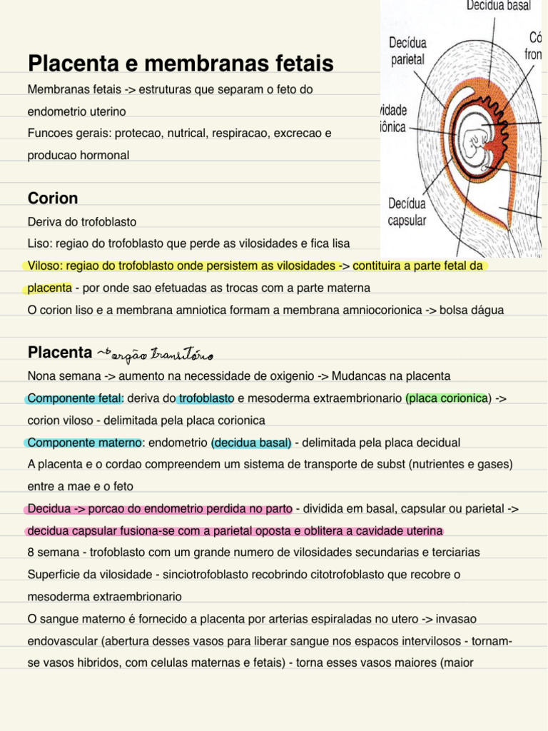 Resumo Embrio | PDF | Placenta | Anatomia
