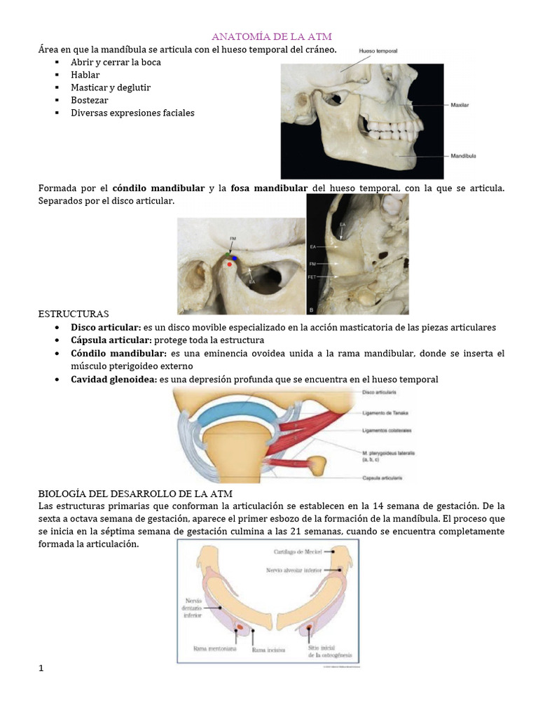 ANATOMÍA DE LA ATM | PDF | Articulación | Cabeza y cuello humanos
