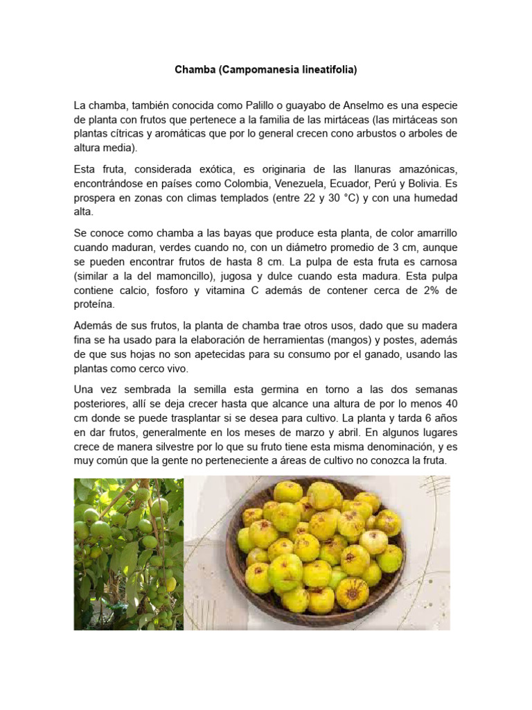 Chamba: Fruta Exótica y Sus Beneficios | PDF | Fruta | Plantas