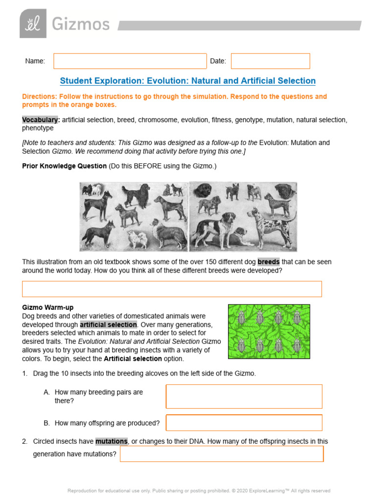 FERNANDA ROJAS TAVARES - Natural and Artificial Selection - 14002658 ...