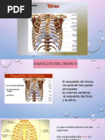Anatomía de la Región Esternal | PDF | Sistema esquelético | Anatomía ...