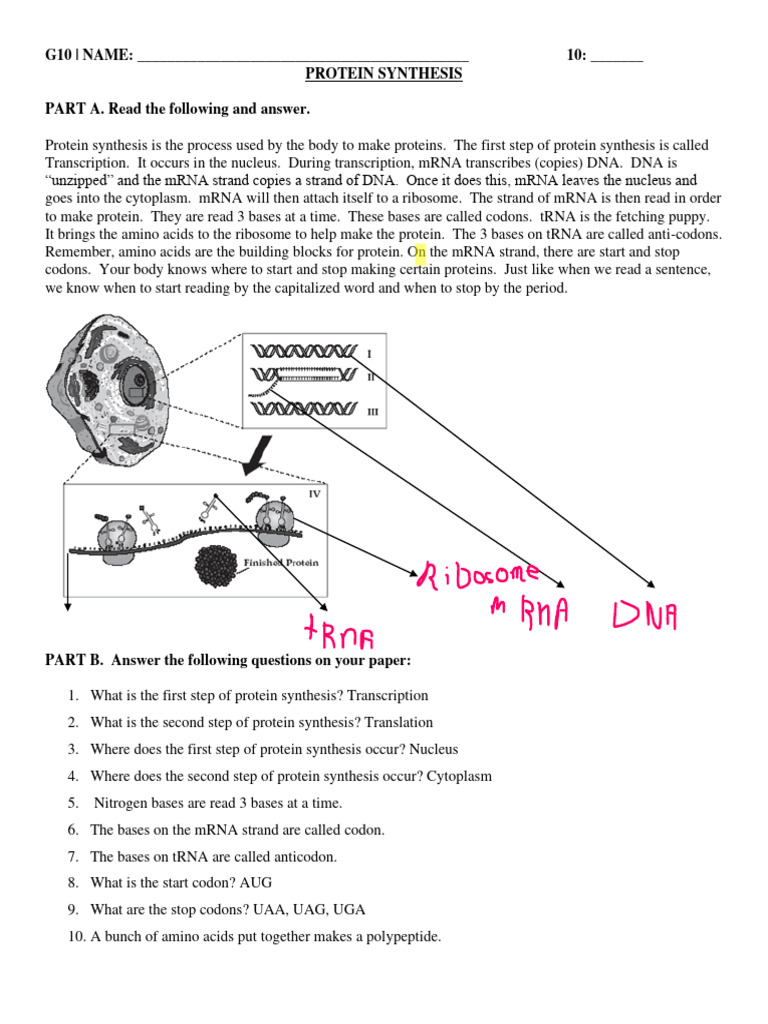 Protein Synthesis Worksheet | PDF | Translation (Biology) | Genetic Code