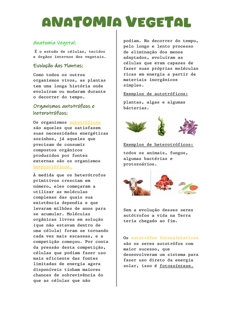 Anatomia Vegetal | PDF | Plantas | Procarionte