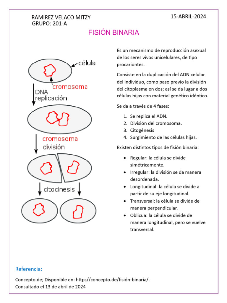 FISIÓN BINARIA | PDF | Biología Celular) | Microorganismo