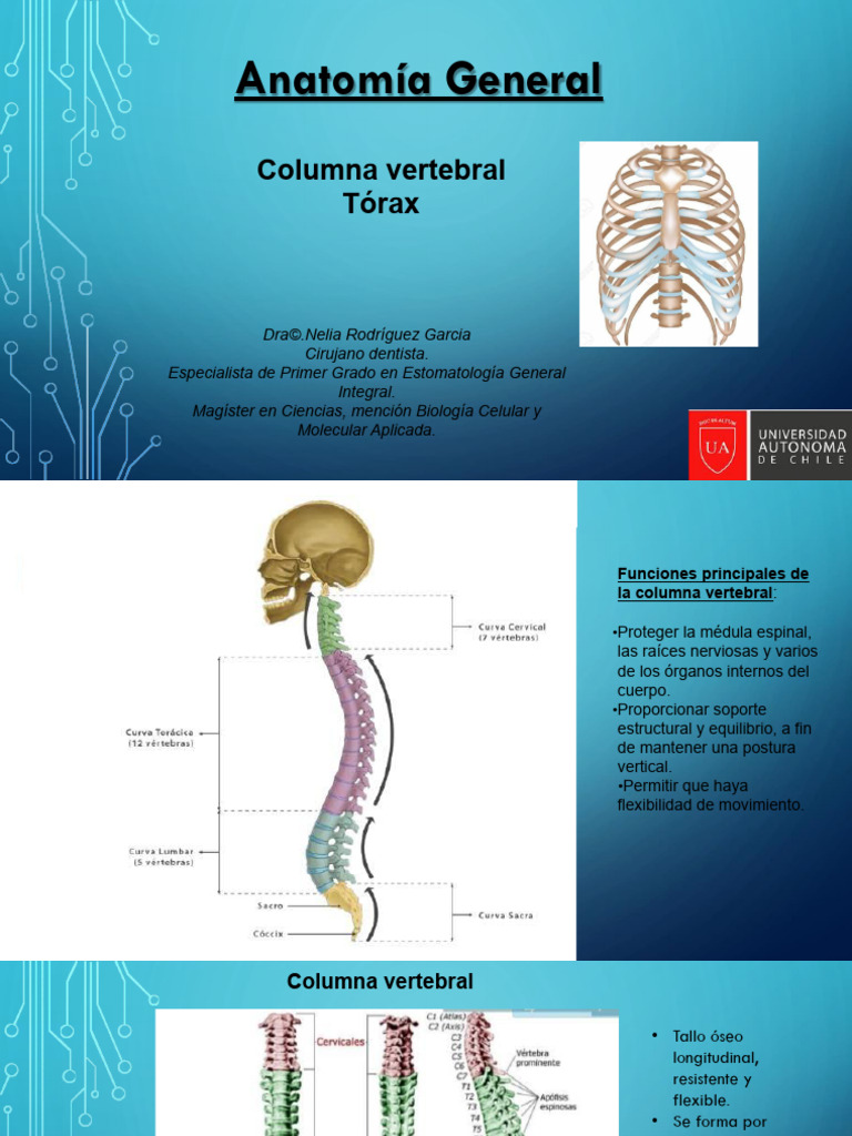 Clase Columna Vertebral y Tórax.pptx | PDF | Vértebra | La columna ...