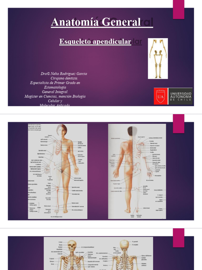 Clase Esqueleto Apendicular | PDF