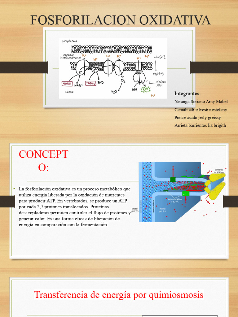 Fosforilacion Oxidativa | Descargar gratis PDF | Cadena de transporte de electrones | Trifosfato ...