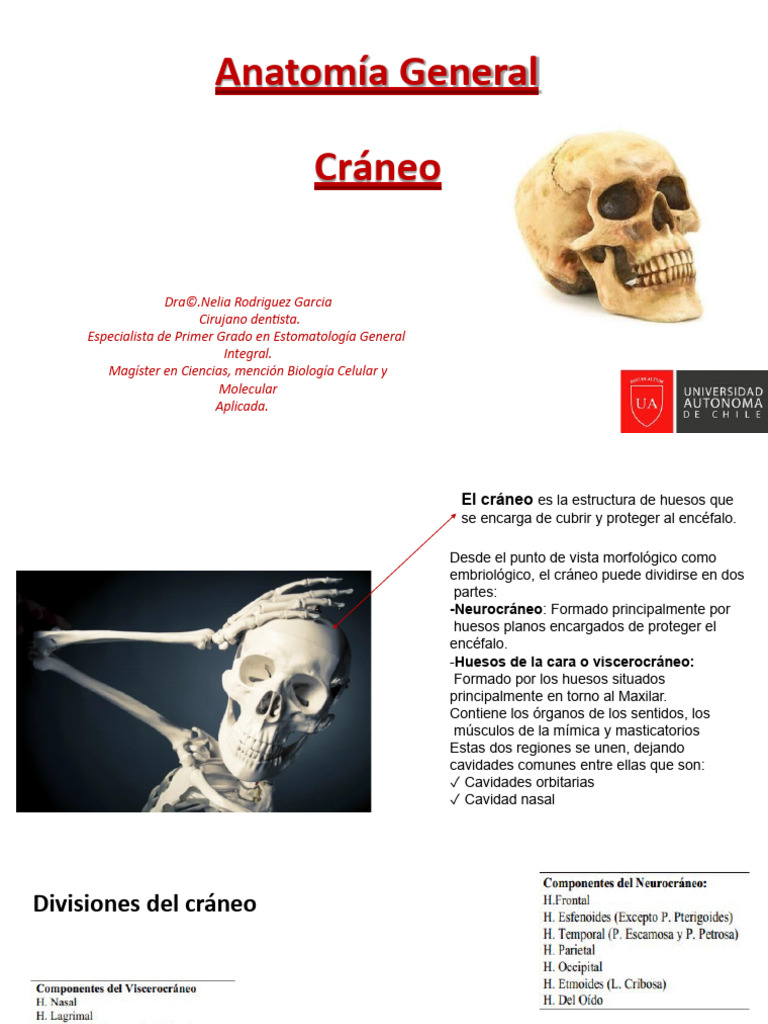 Clase Cráneo | PDF | Cráneo | Cabeza y cuello humanos