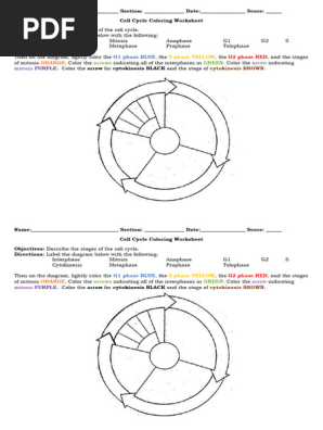 The Cell Cycle Coloring Worksheet Answers English Worksheets: CONCEPT