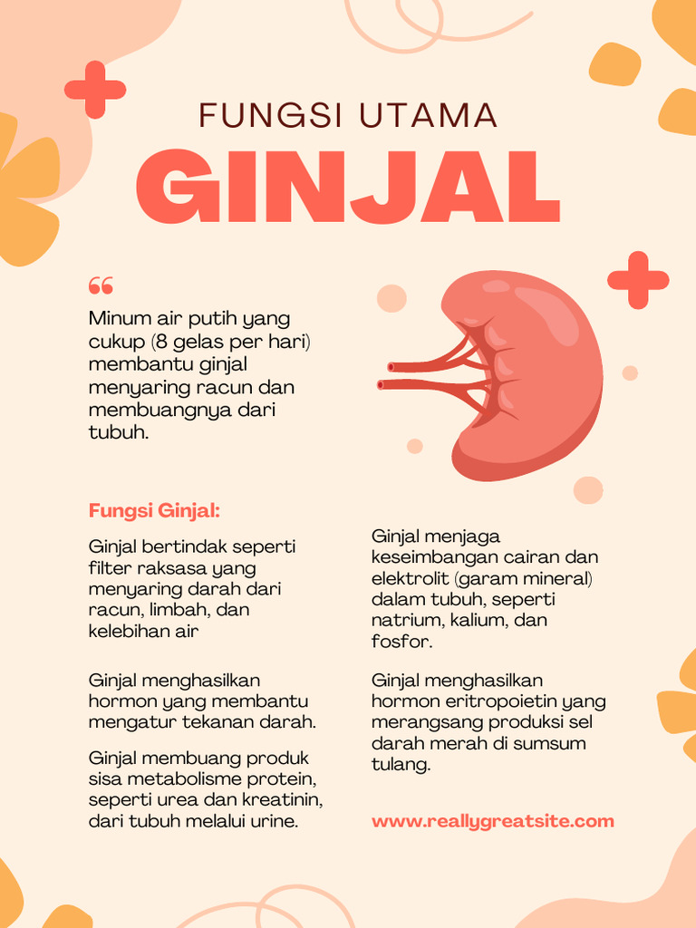 Fungsi Utama Ginjal Manusia Poster | PDF