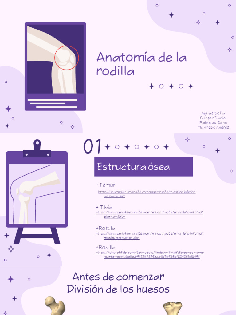 ANATOMÍA DE LA RODILLA | PDF | Rodilla | Tejido suave
