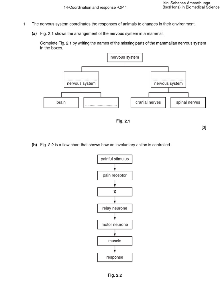 Coordinating Involuntary and Voluntary Responses | PDF | Glucose ...