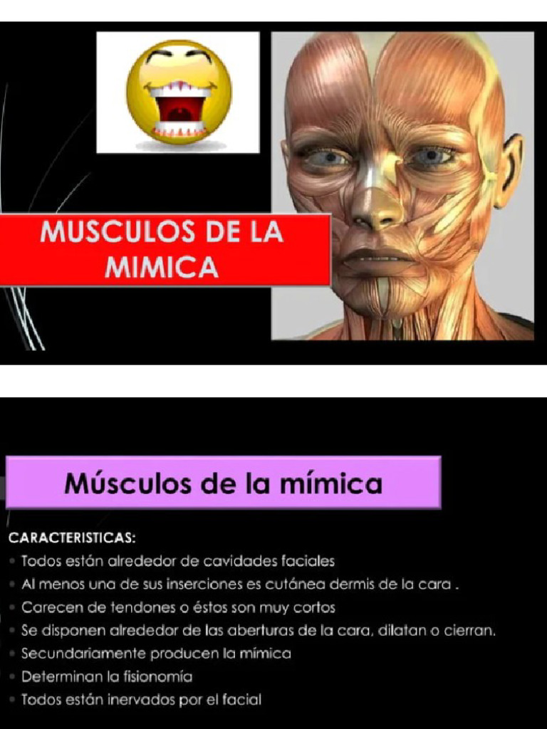 Músculos de La Cara | PDF