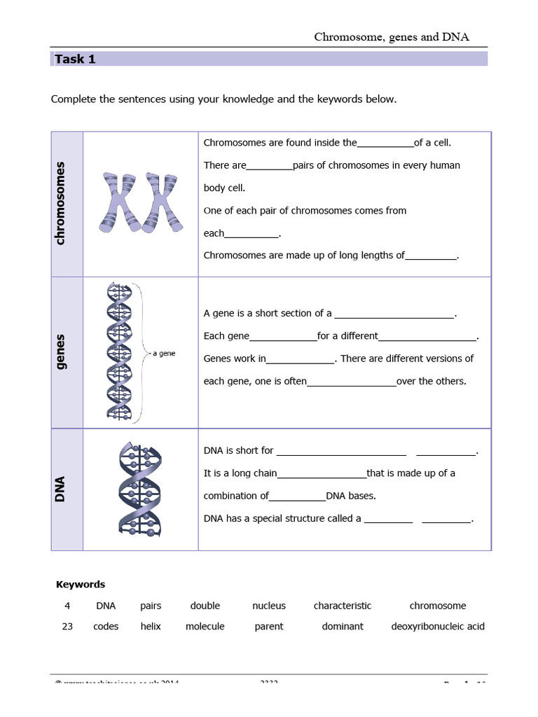 Genes Chromosomes and DNA Worksheet | PDF | Dna | Gene