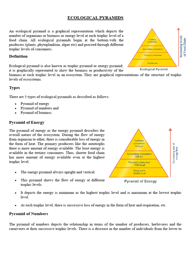 Understanding Ecological Pyramids | PDF | Biomass (Ecology) | Ecosystem