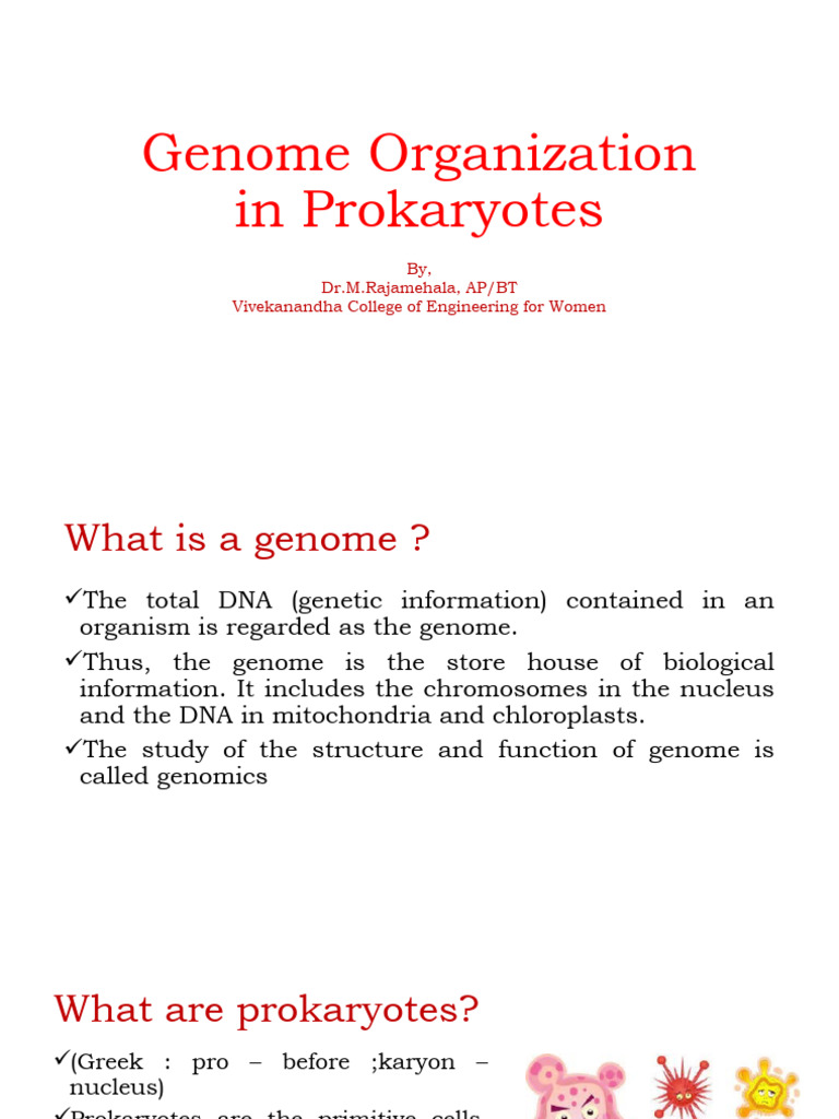 Genome Organization | PDF | Dna | Prokaryote