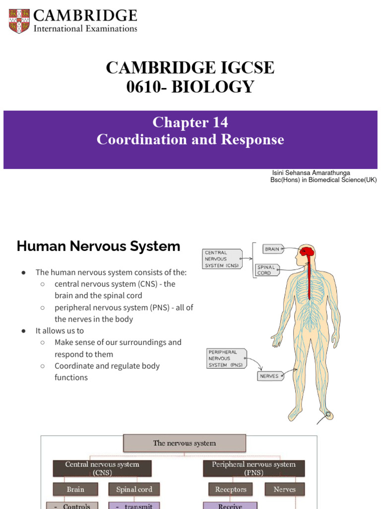 CAMBRIDGE IGCSE BIOLOGY Chapter 14 Coordination and Response | PDF ...