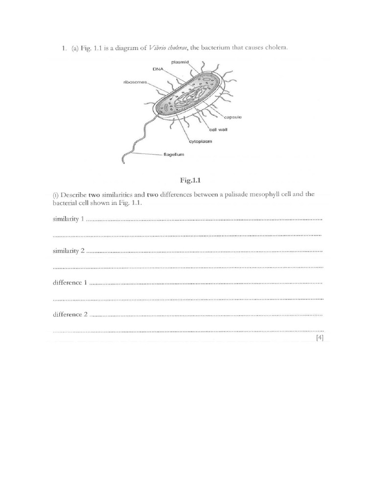 Exam Style QN - Chp1 - 3 - 10 | PDF
