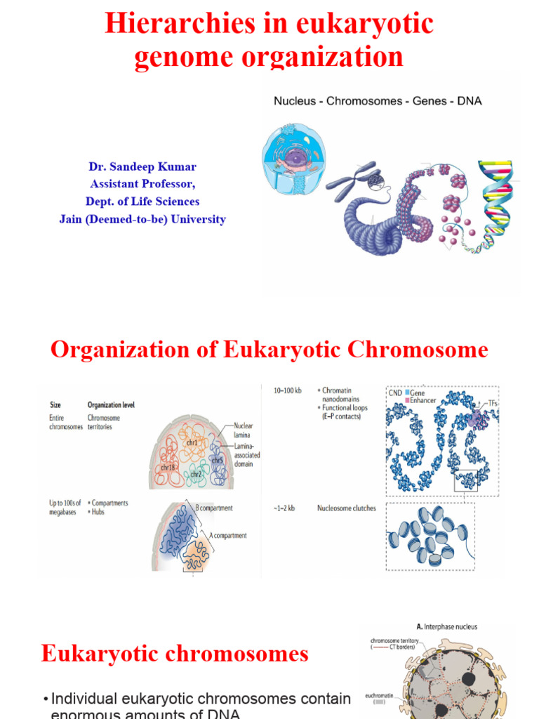eukaryotic genome organization notes | PDF | Histone | Chromatin