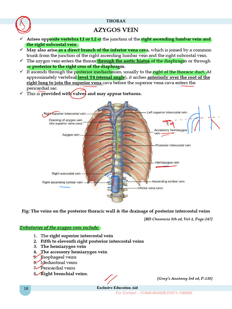 Anatomy 1 (Thorax) | PDF | Lung | Vein