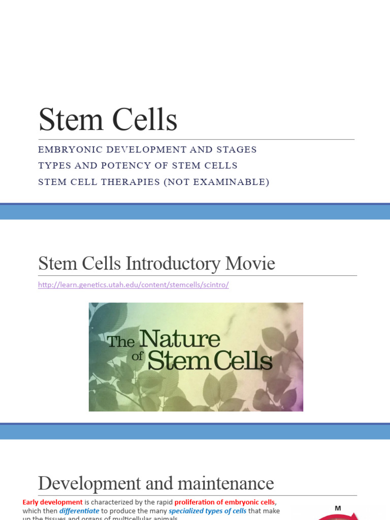 Stem cells | PDF | Cell Potency | Stem Cell