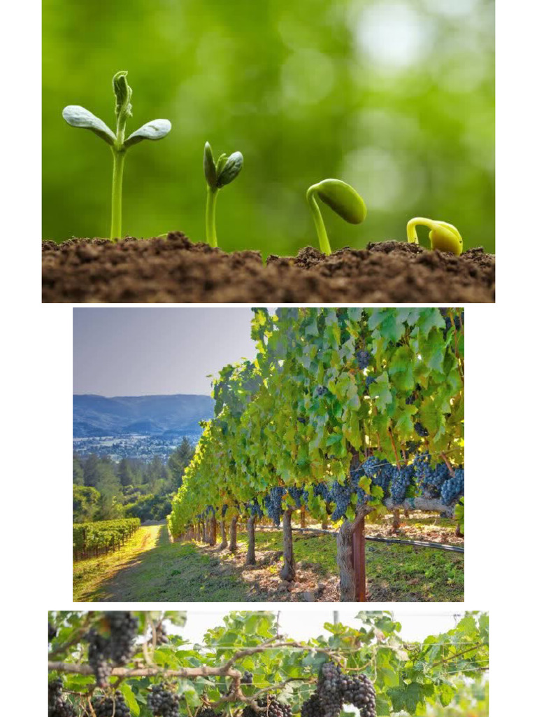 Vine and Branch | PDF