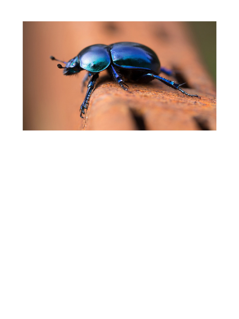 Beetle | PDF
