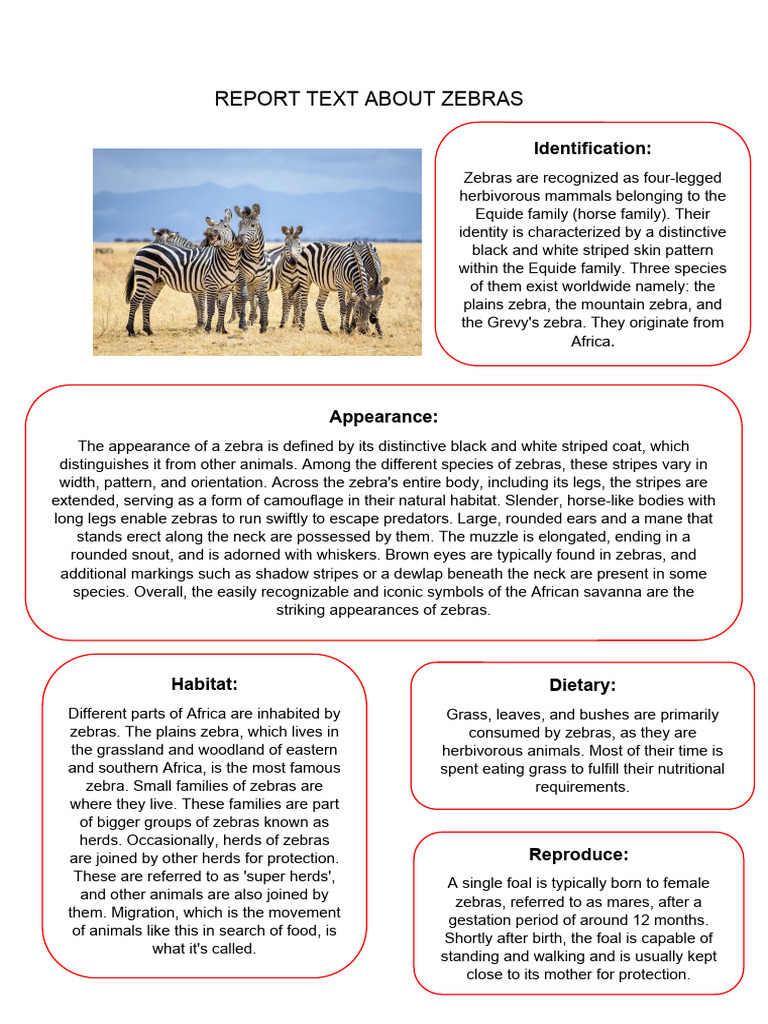 Report Text About Zebras | PDF | Zebra | Predation