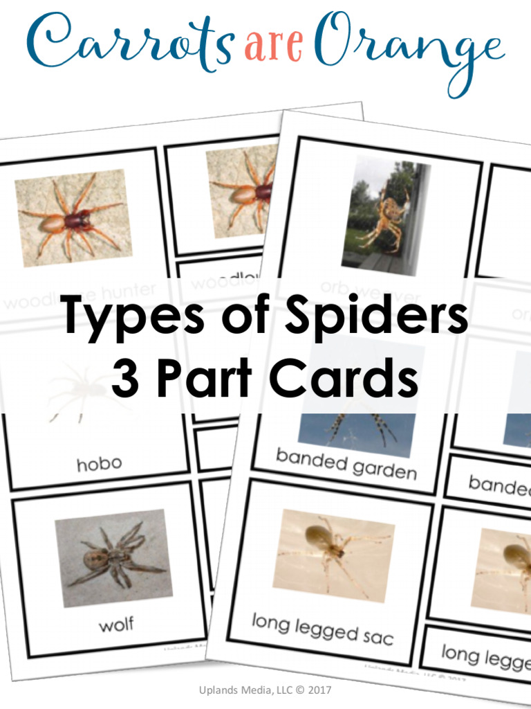 Spiders | PDF | Spider