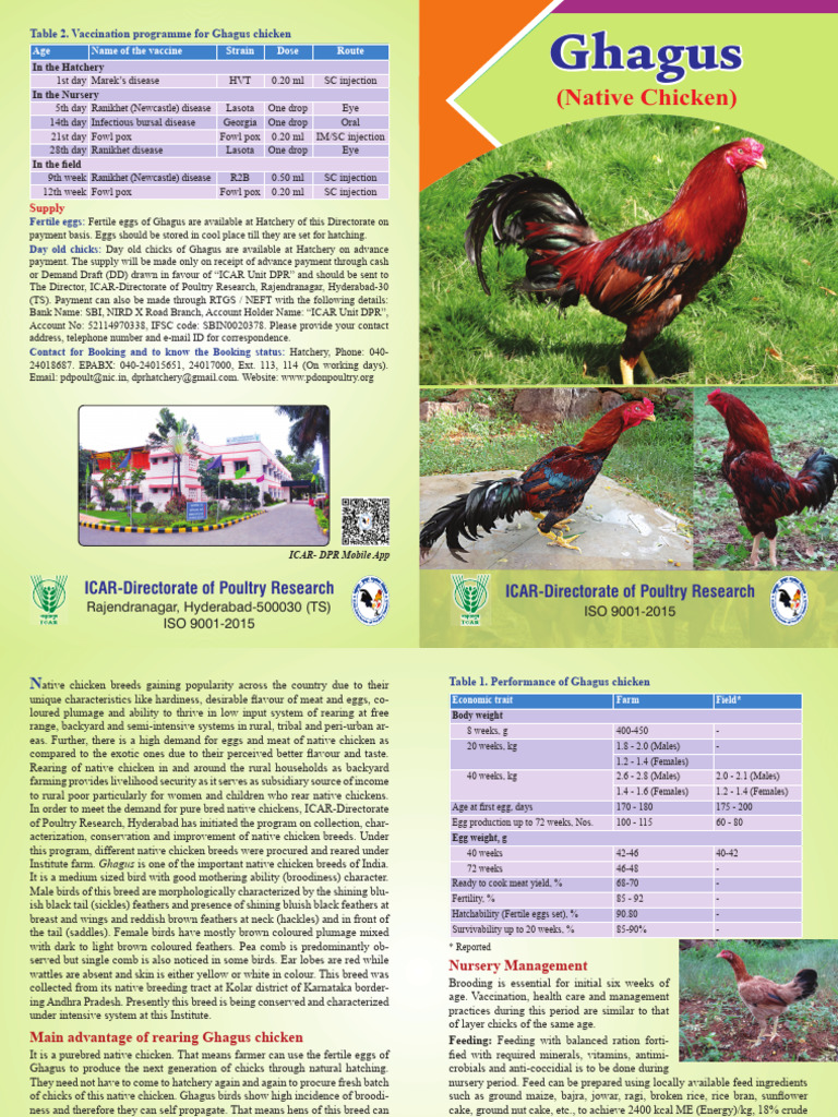 Ghagus Chicken Breed Guide | PDF | Chicken | Birds
