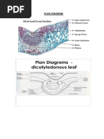 Guidelines for Plant Cell Drawings | PDF | Plant Stem | Biology