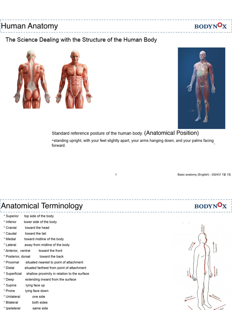 Basic Anatomy (English) | PDF | Pelvis | Anatomical Terms Of Motion