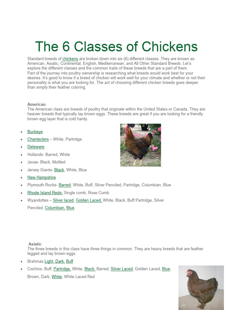 The 6 Classes of Chickens | PDF | Junglefowls | Animal Breeds