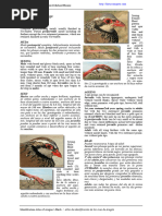 UK Gull Identification Guide | PDF | Gull | Birds