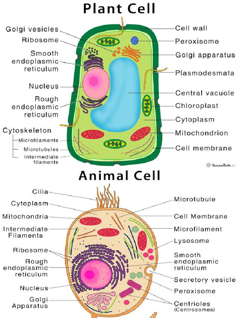 Plant-ANimal Cell | PDF