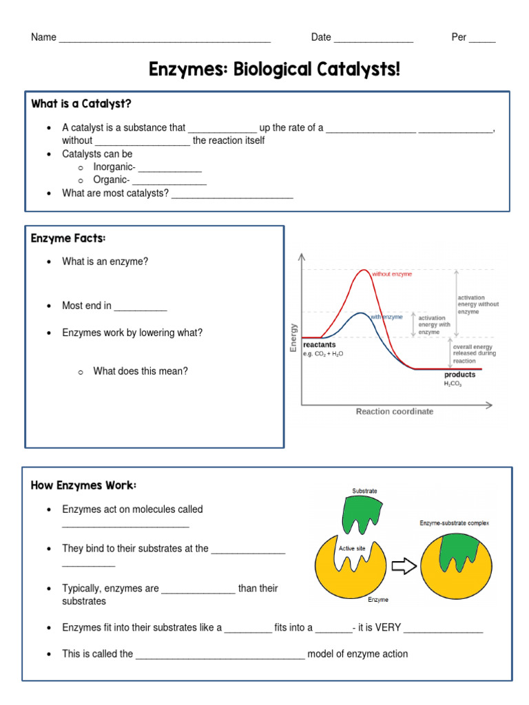 Enzymes Guided Notes Pdf Enzyme Cofactor Biochemistry