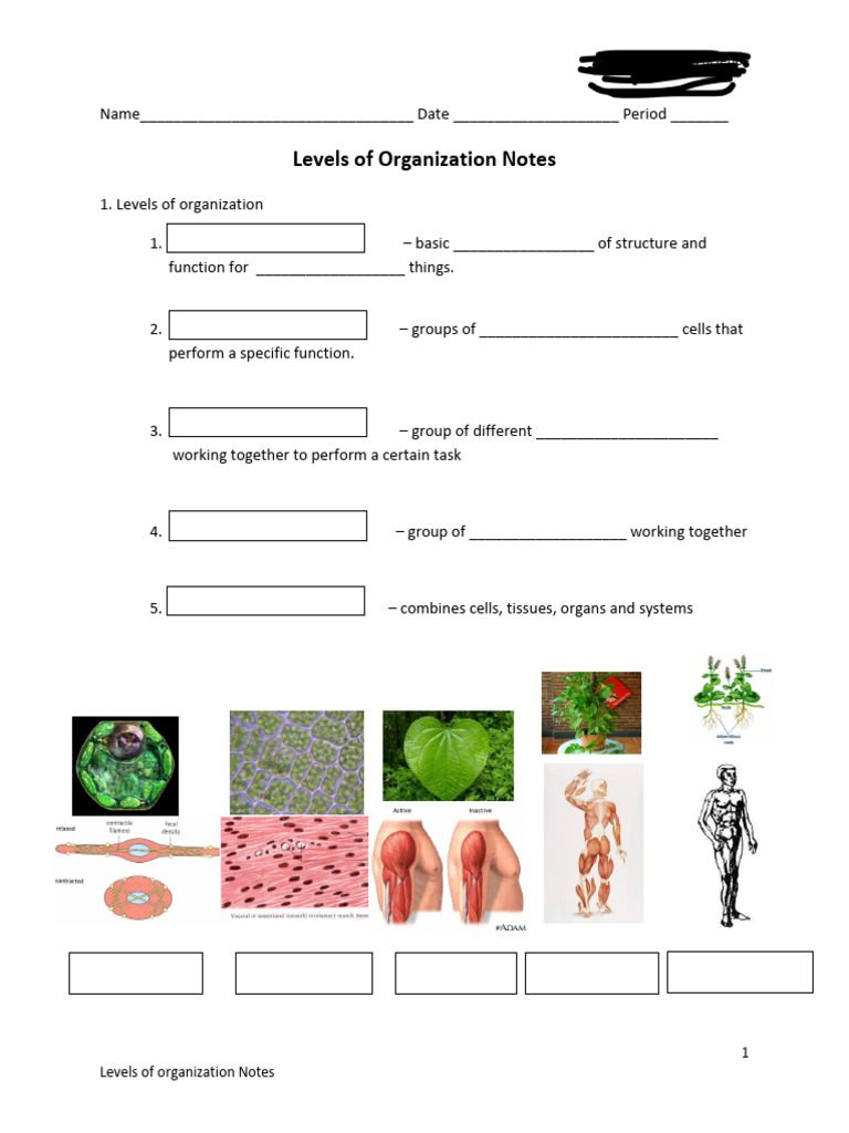 Levels of Organization Power Point and Activity | PDF | Tissue (Biology ...