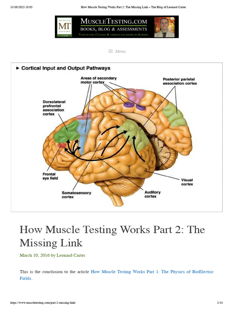 How Muscle Testing Works Part 2 - The Missing Link - The Blog of ...