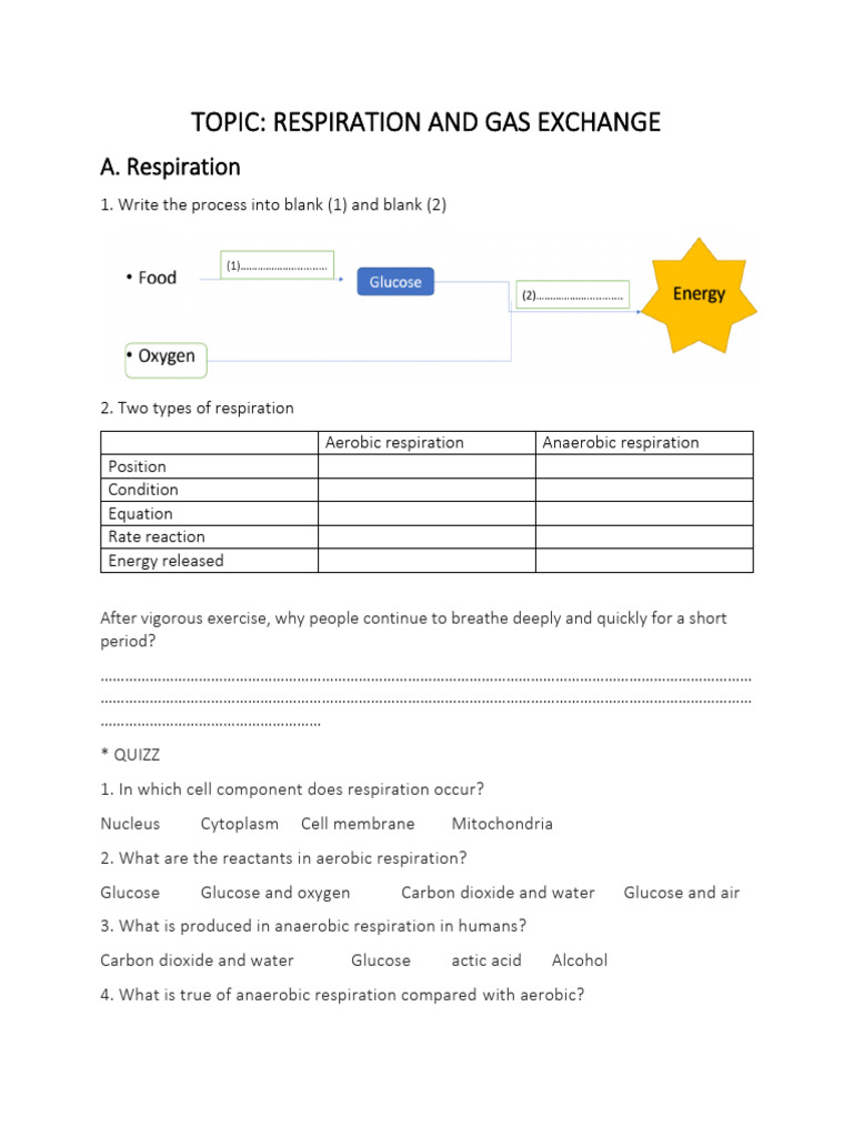 Respiration Worksheet | PDF | Cellular Respiration | Breathing