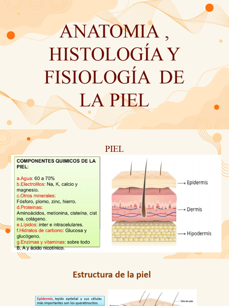 PIEL | PDF | Epidermis | Piel