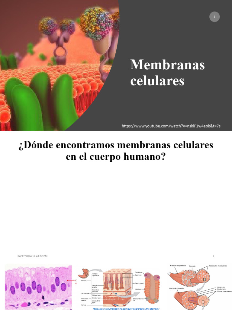 Funciones y Composición de Membranas Celulares | PDF | Bicapa lipídica | La matriz extracelular