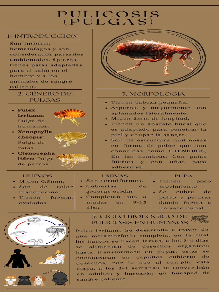 Infografía de Parasitología | PDF | Insectos