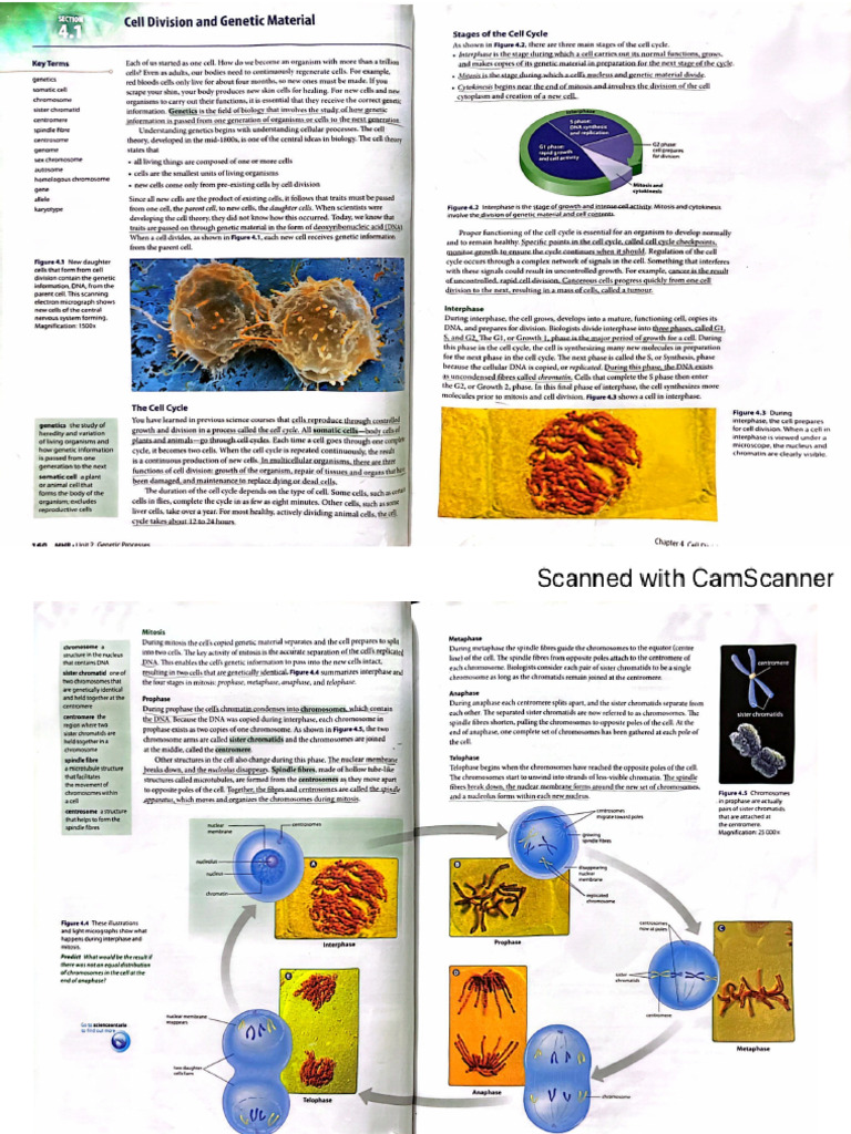 Biology Chapter 4 | PDF