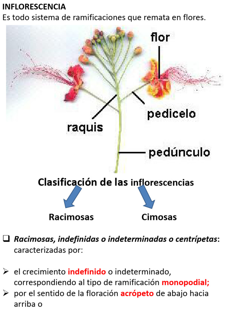 Tipos de Inflorescencias: Racimosas y Cimosas | PDF | Ramas de la ...