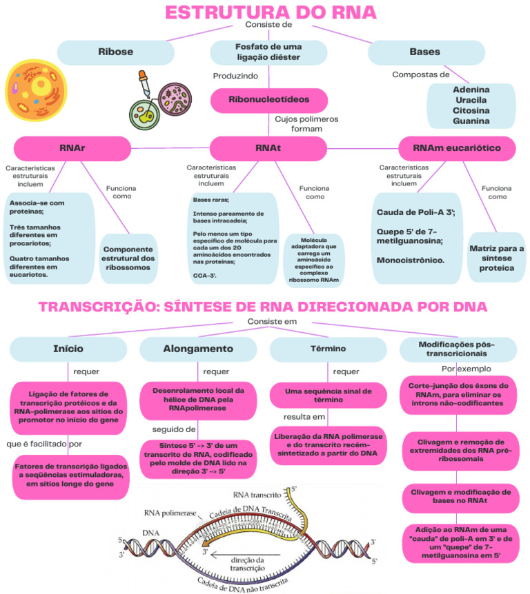 Estrutura Do RNA | PDF | RNA | RNA mensageiro