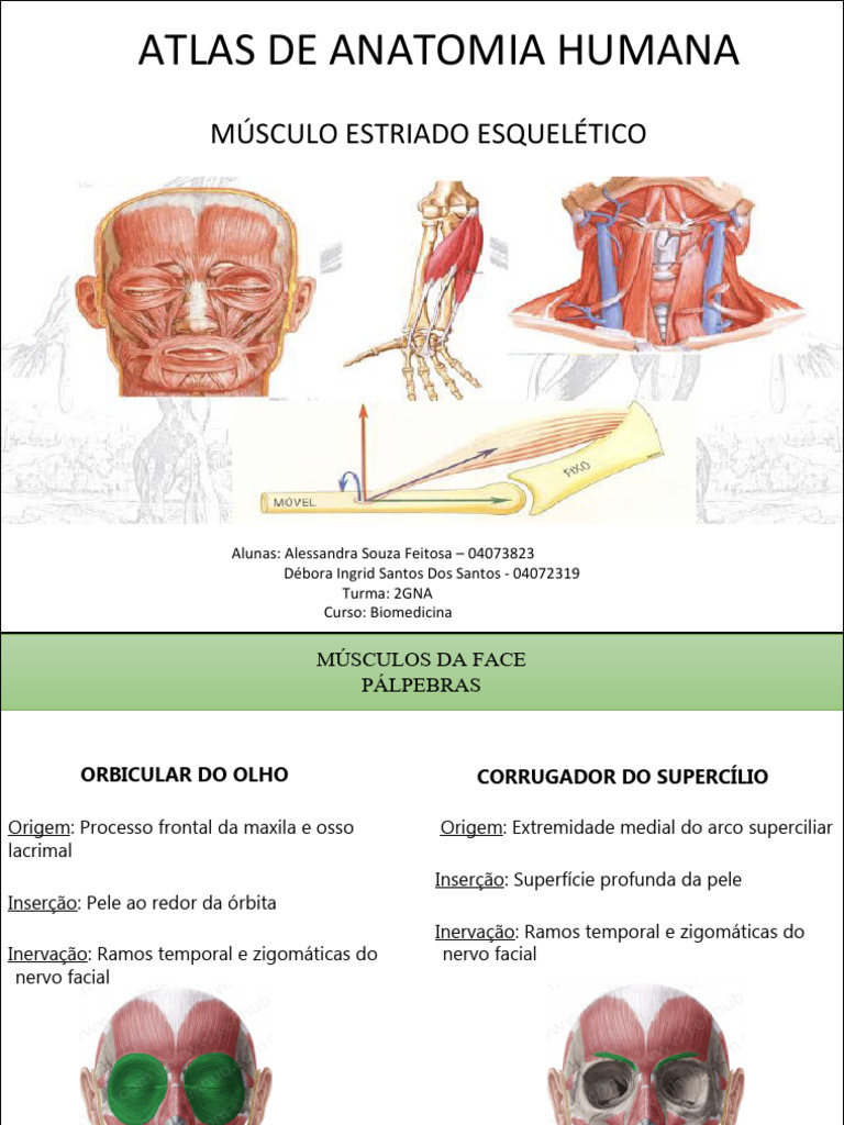 Atlas de Anatomia - Músculos E.E | PDF | Sistema Locomotor | Anatomia