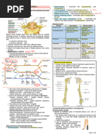 Mnemonics for Skeleton & Muscles | PDF | Human Leg | Foot