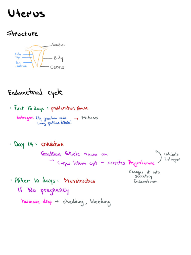 4. Uterus | PDF | Menstrual Cycle | Uterus
