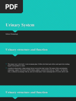 Urology Medical Terminology | PDF | Urinary System | Kidney